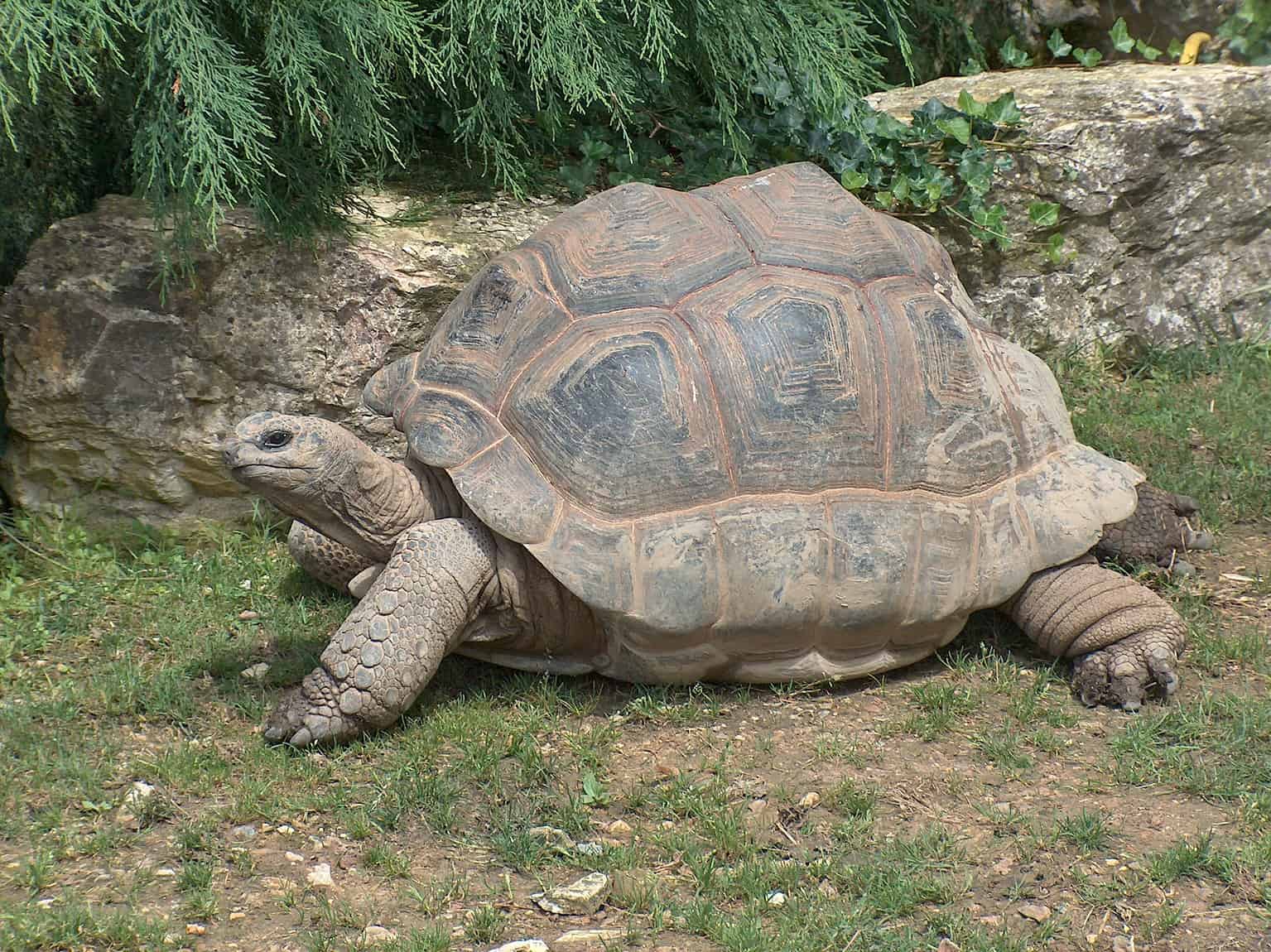 Slow and Steady: A Lesson All About Tortoises - A-Z Animals