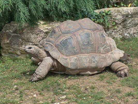 Slow and Steady: A Lesson All About Tortoises - A-Z Animals