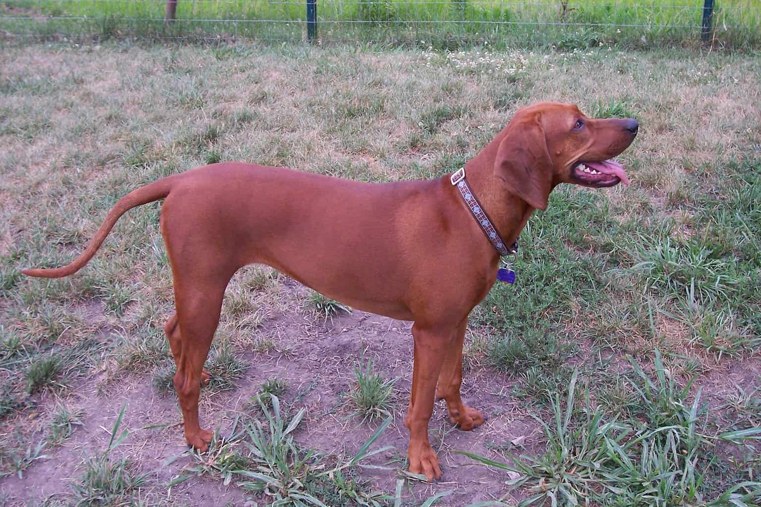 Redbone Coonhound Animal Pictures | A-Z Animals