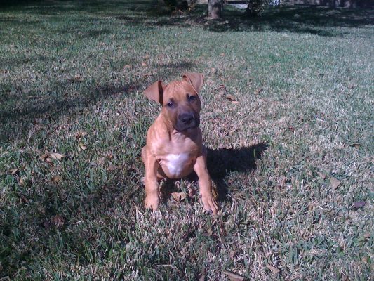 American Pit Bull Terrier Animal Facts - Canis lupus familiaris - A-Z ...