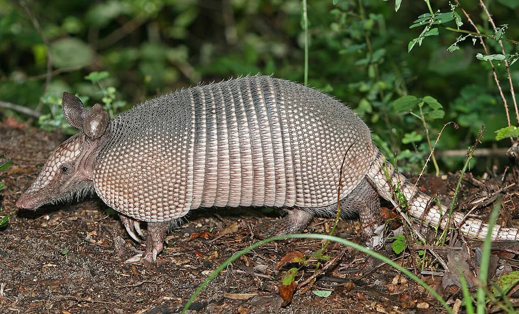 Armadillo Animal Facts - Dasypodidae - A-Z Animals