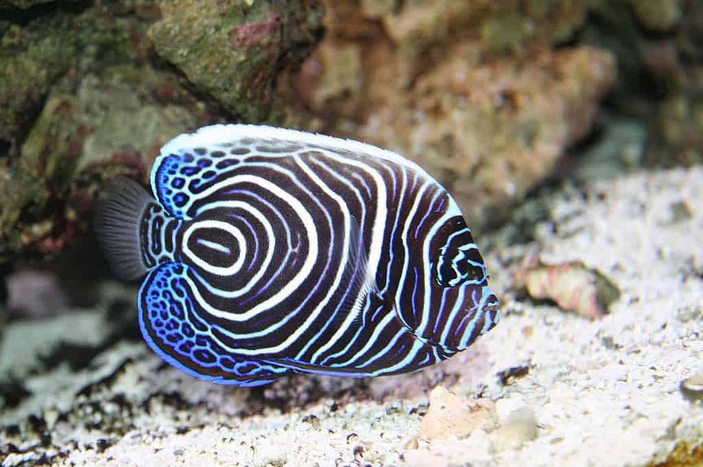 The 17 Most Colorful Saltwater Fish - A-Z Animals