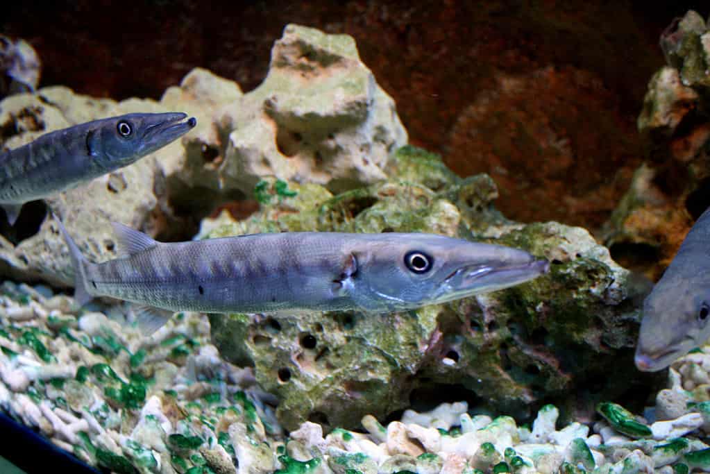 Why Barracudas Are the Ocean's Most Intriguing and Terrifying Fish - A ...