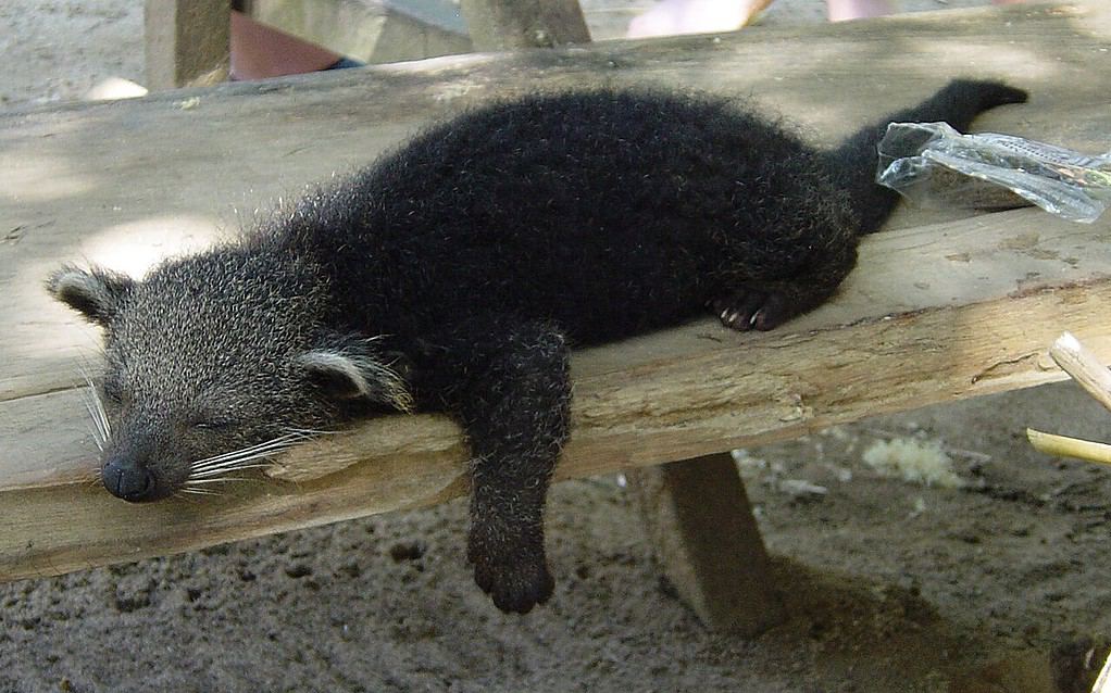 Binturong Animal Facts - Arctictis binturong - A-Z Animals