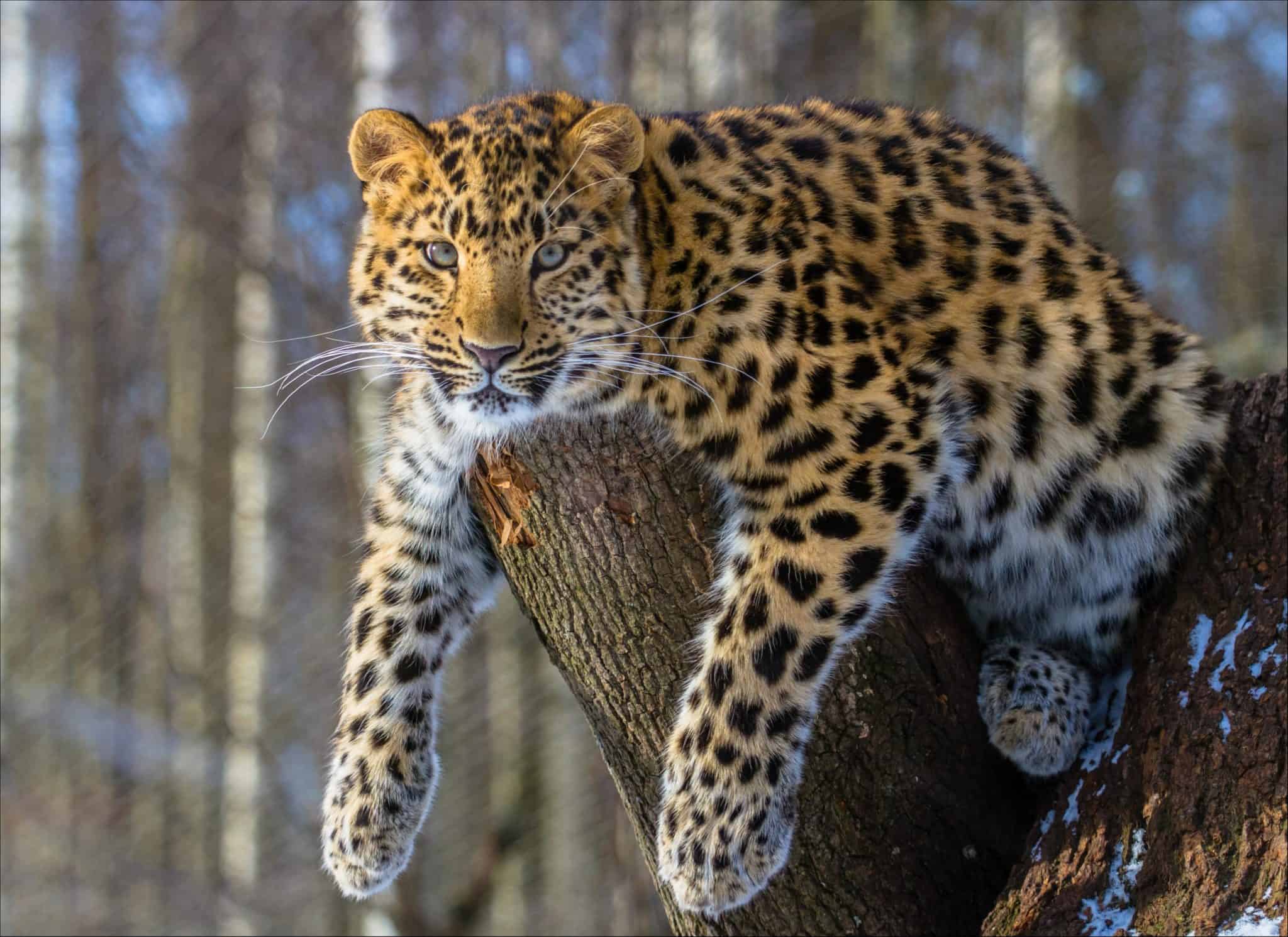 Why the New Amur Leopards at Brookfield Zoo Chicago Are Such a Major ...