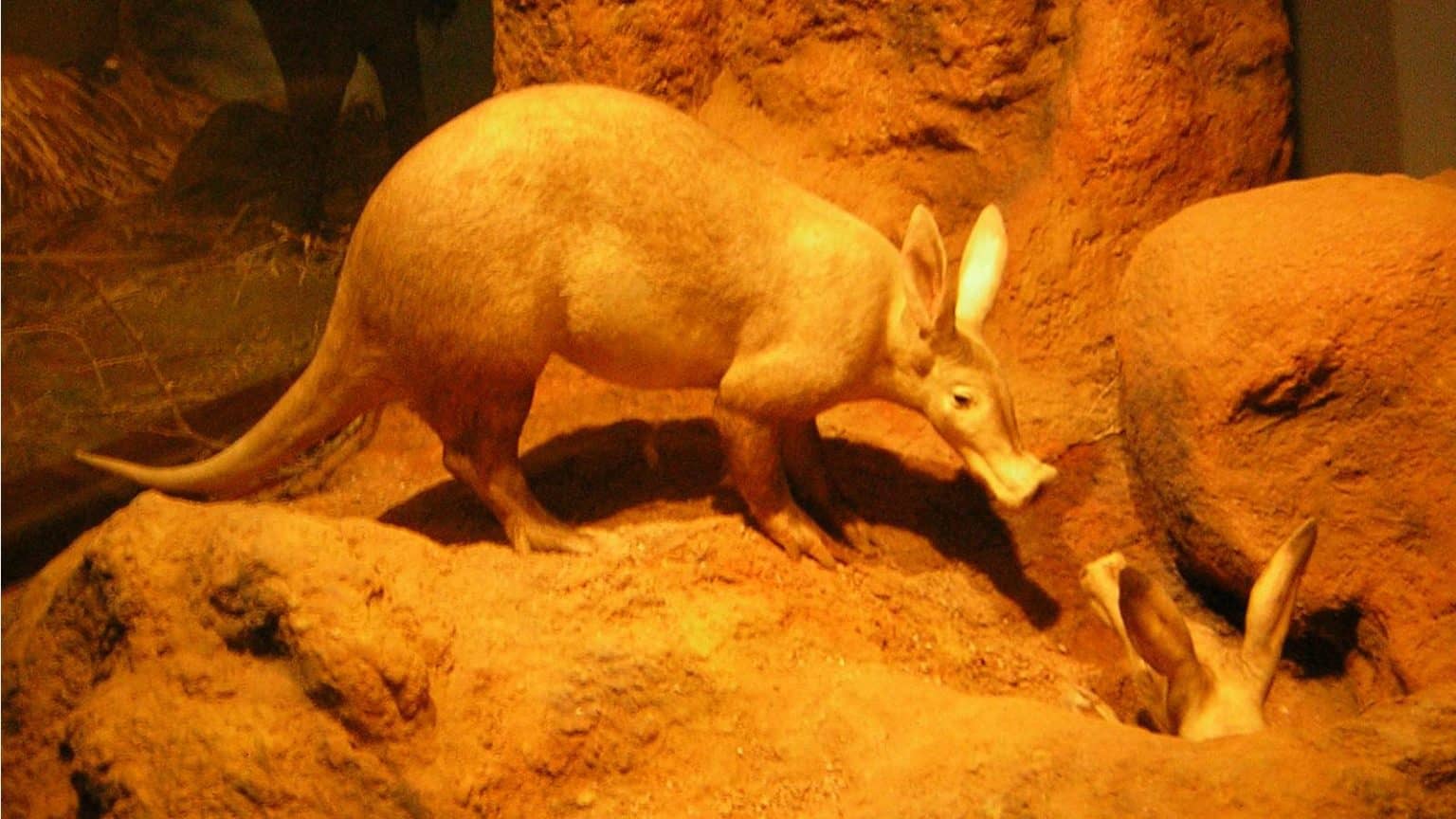 Discover Why Aardvarks Are Africa's Most Fascinating Creatures - A-Z ...