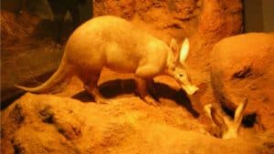 Aardvark Animal Pictures | A-Z Animals
