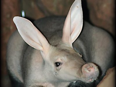 Aardvark Animal Facts | Orycteropus afer | AZ Animals