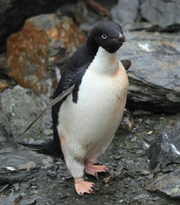 Adelie Penguin Bird Facts | Pygoscelis adeliae | AZ Animals