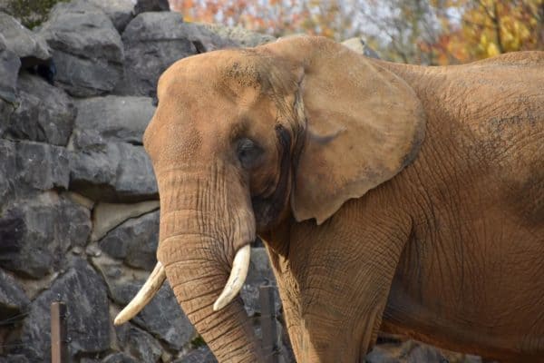 Wildlife in Egypt - Types of Egyptian Animals - A-Z Animals