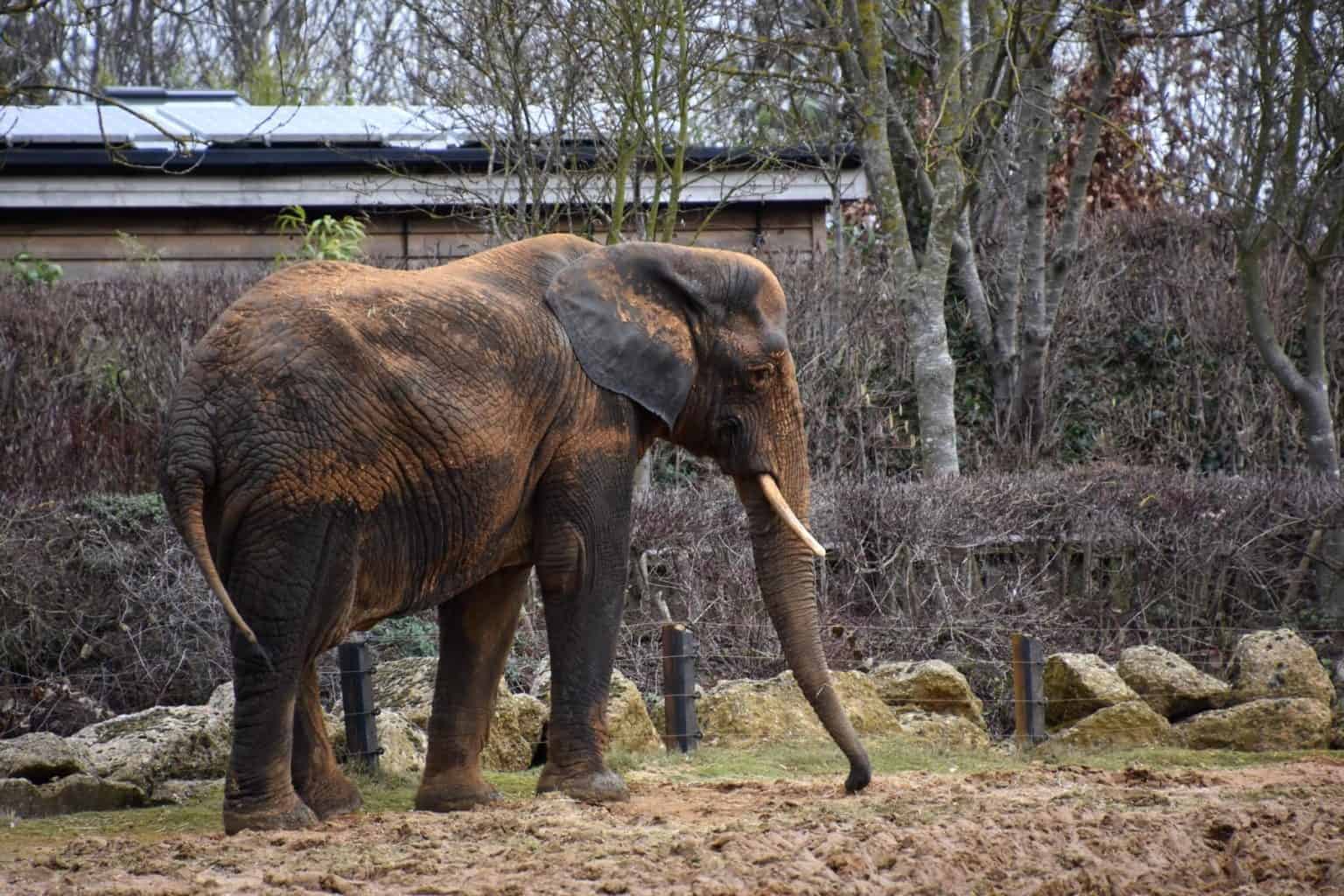 Wildlife in United Kingdom - Types of British Animals - A-Z Animals