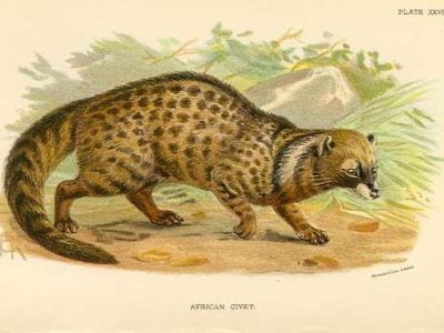 African Civet Animal Facts | Civettictis civetta | AZ Animals