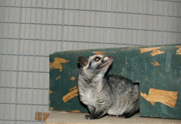 African Palm Civet Animal Facts - Nandinia binotata - A-Z Animals