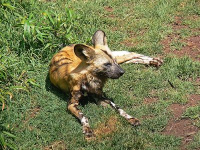 Why African Wild Dogs Are the Most Fascinating Canines in Africa - A-Z ...