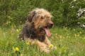 Airedale Terrier Animal Facts - Canis lupus familiaris - A-Z Animals
