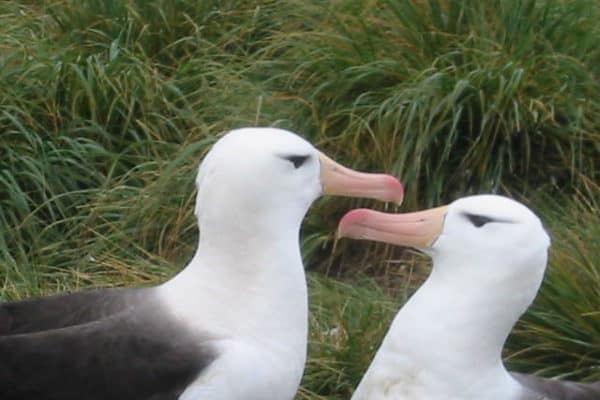 Albatross (Diomedeidae) | AZAnimals.com