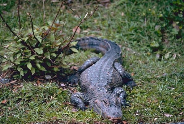 American Alligator Animal Pictures | A-Z Animals