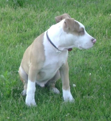 Pocket Pitbull Dog Breed Complete Guide - A-Z Animals