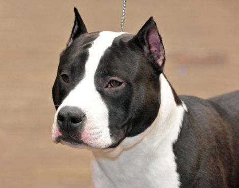 American Staffordshire Terrier Progression: Growth Chart, Milestones ...