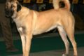 Anatolian Shepherd Dog (Canis Lupus) | AZAnimals.com