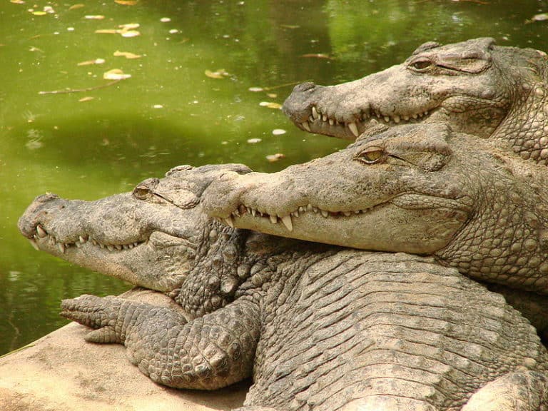 Crocodile Animal Facts - Crocodylus acutus - A-Z Animals