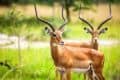 What Do Antelopes Eat? The Foods That They Love - A-Z Animals