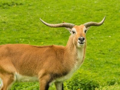 Antelope Animal Facts | AZ Animals