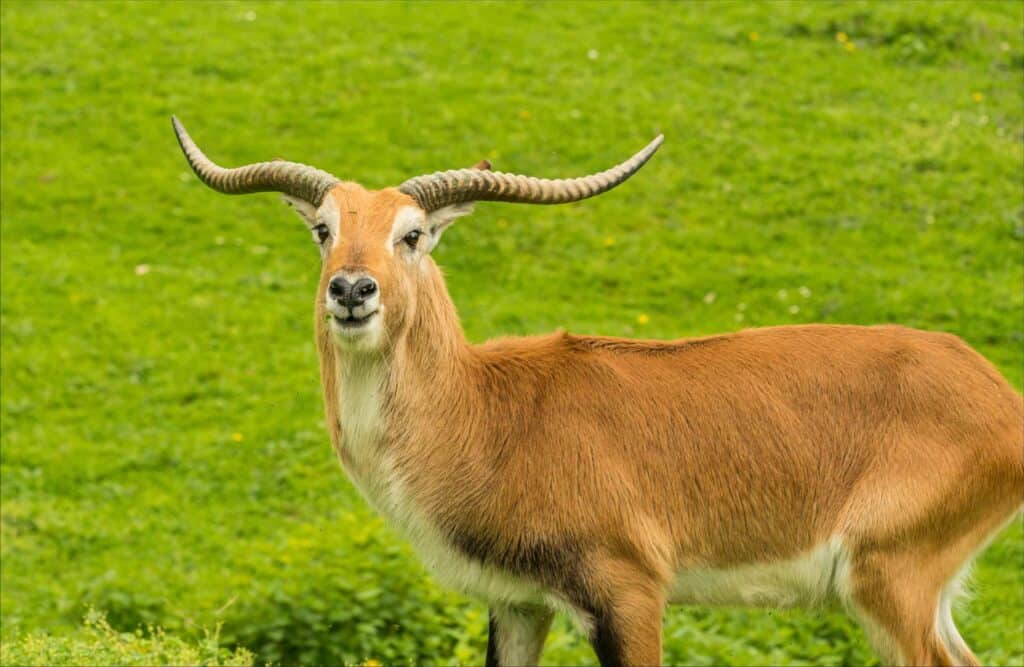 Antelope Animal Facts - Bovidae - A-Z Animals