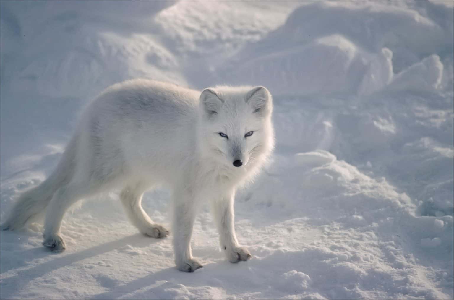 Arctic Fox Animal Facts - Vulpes lagopus - A-Z Animals