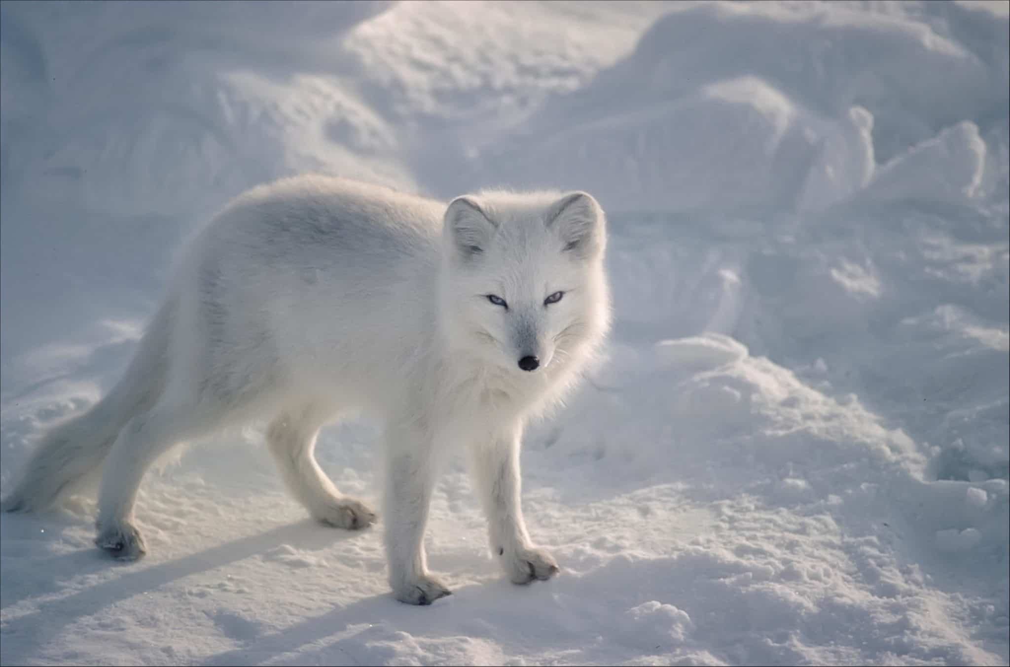 Arctic Fox Animal Facts - Vulpes lagopus - A-Z Animals