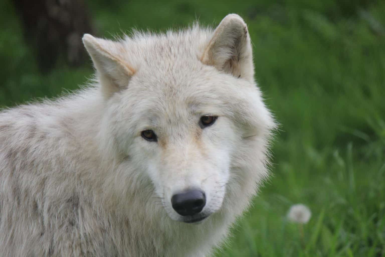 Remarkable Facts About the Arctic Wolf - A-Z Animals Slideshows