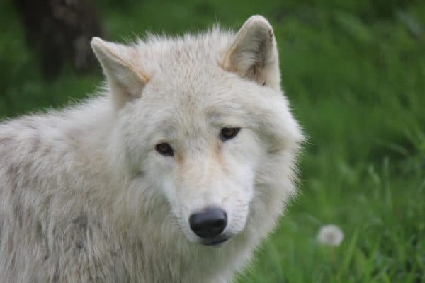 Arctic Wolf Animal Facts - Canis lupus arctos - A-Z Animals