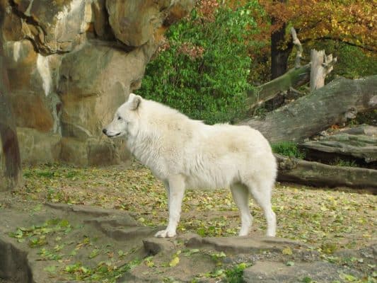 Arctic Wolf Animal Facts - Canis lupus arctos - A-Z Animals