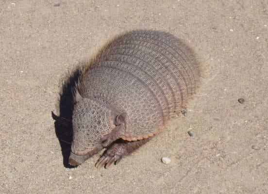 Armadillo Animal Facts - Cingulata - A-Z Animals