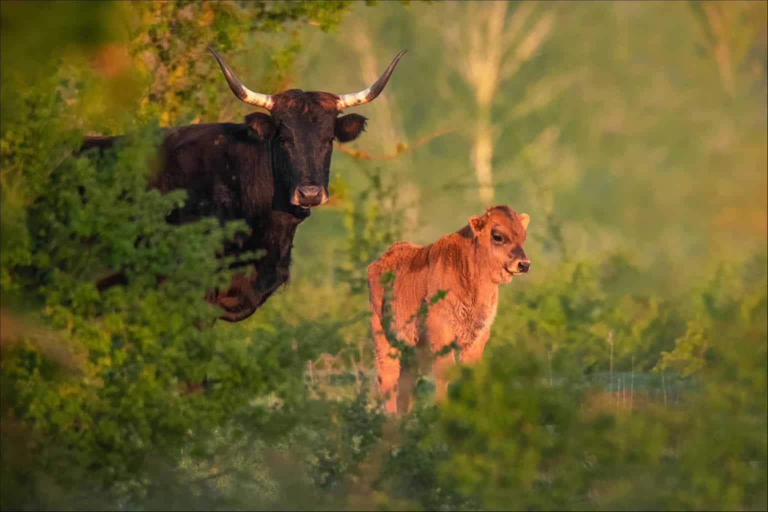 Aurochs Animal Facts - A-Z Animals