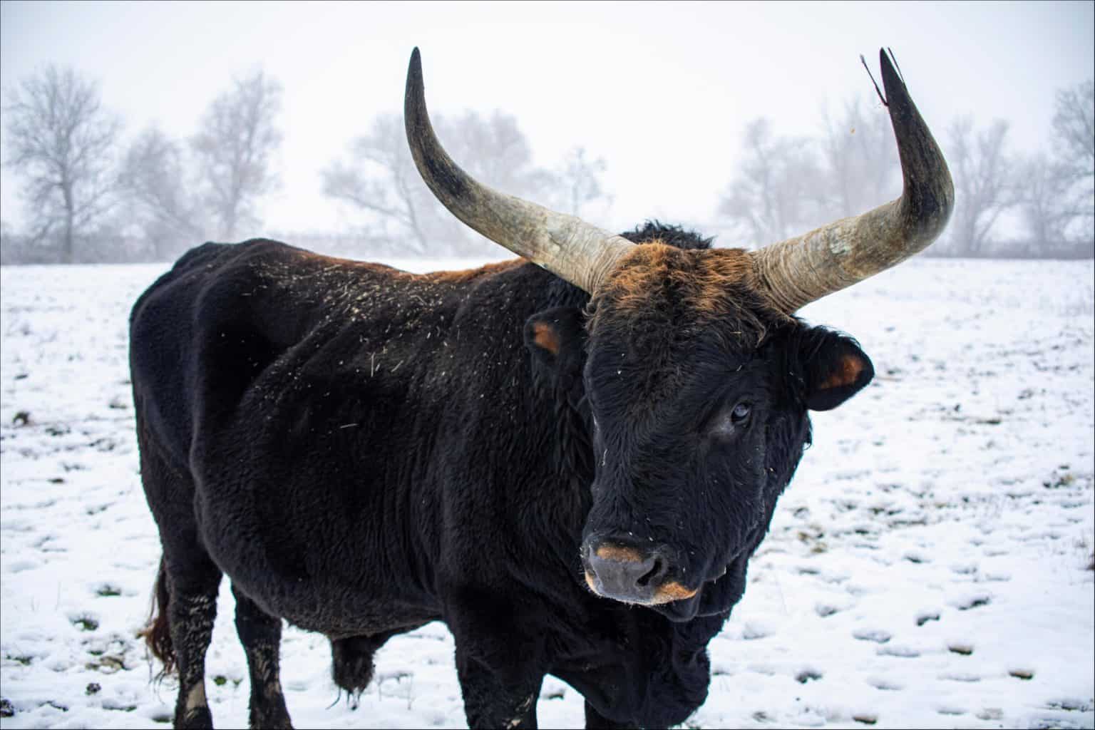 Meet the Taurus Spirit Animals & What They Mean - A-Z Animals