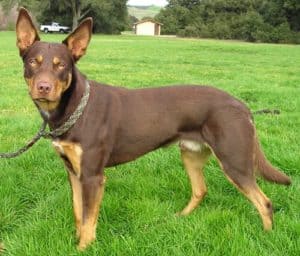 Australian Kelpie Dog Animal Facts - Canis lupus familiaris - A-Z Animals