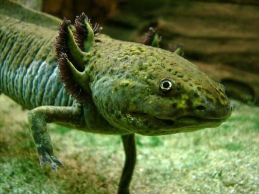 Axolotl Animal Facts - Ambystoma mexicanum - A-Z Animals
