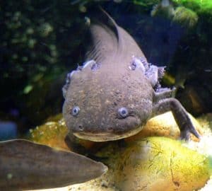 Axolotl Animal Facts - Ambystoma mexicanum - A-Z Animals