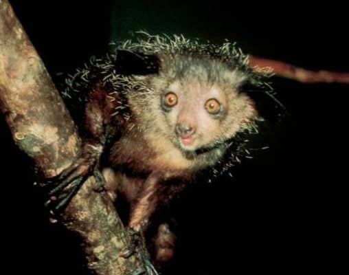 Aye-aye Animal Facts - Daubentonia madagascariensis - A-Z Animals