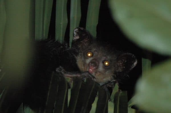 Aye-aye Animal Facts - Daubentonia madagascariensis - A-Z Animals
