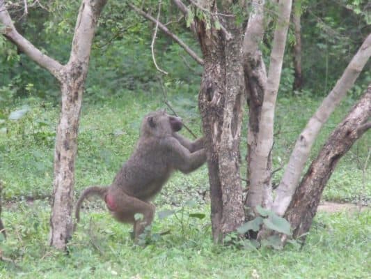 Baboon Animal Pictures | A-Z Animals
