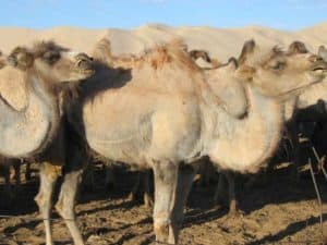 The Gobi Desert - A-Z Animals