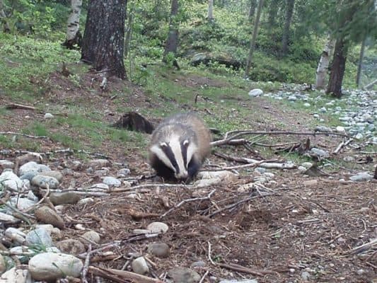 Are Badgers Dangerous? - A-Z Animals