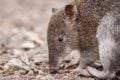 Bandicoot (Perameles) | Incredible Facts | A-Z Animals