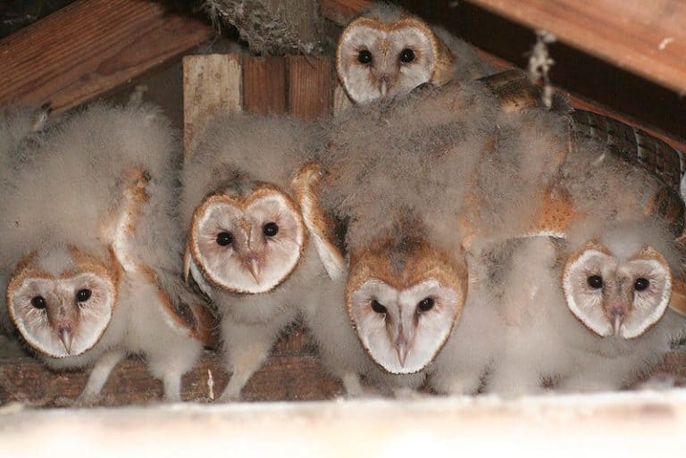 Barn Owl Bird Facts - Tyto alba - A-Z Animals