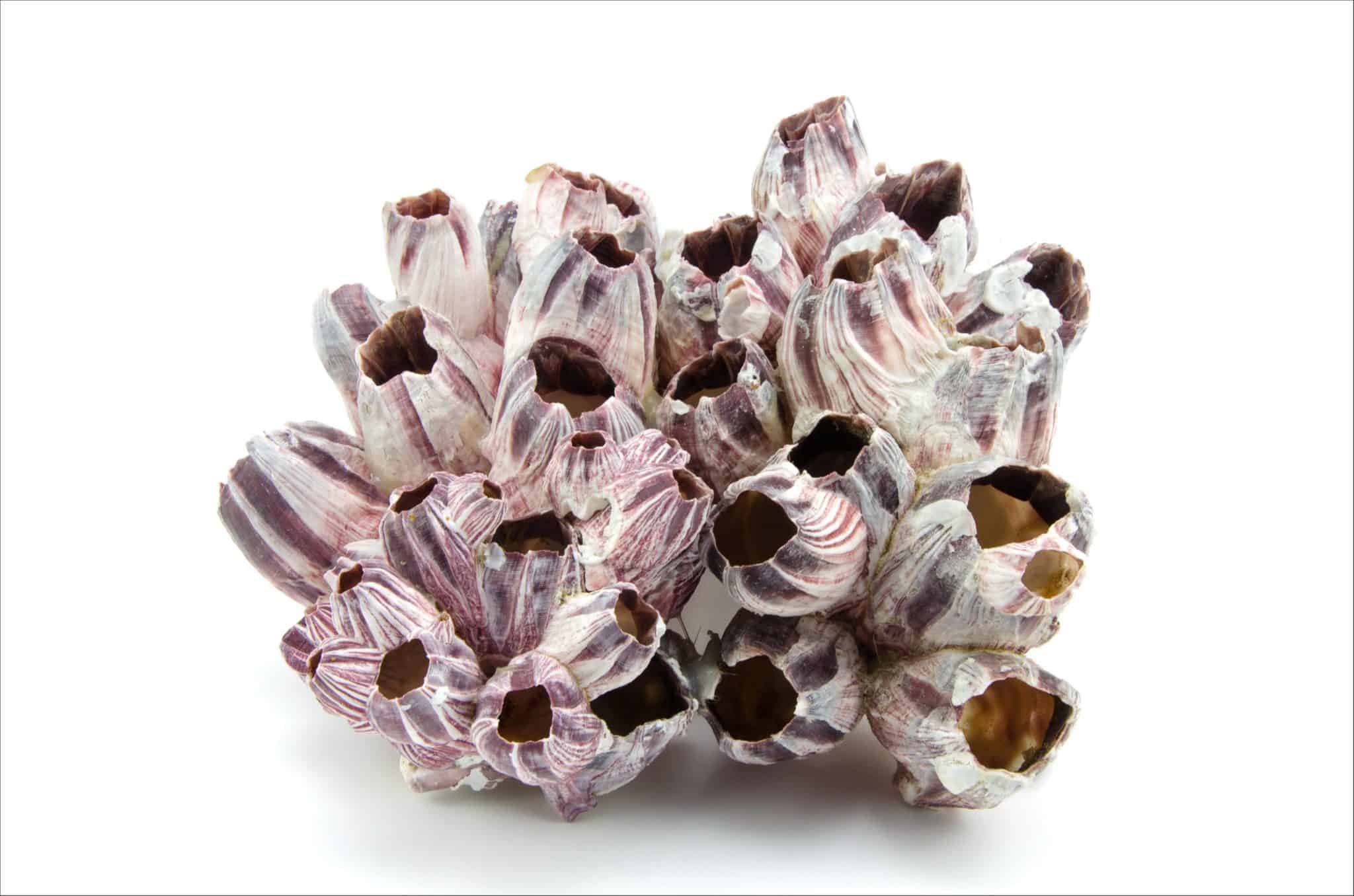 Barnacle Animal Facts - A-Z Animals