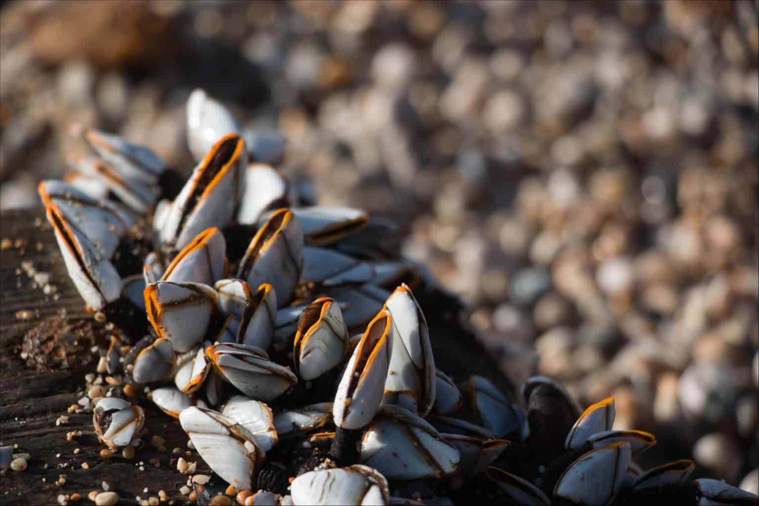 What Are Barnacles Good For? - A-Z Animals