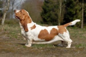 Basset Hound Colors: Rarest to Most Common - A-Z Animals