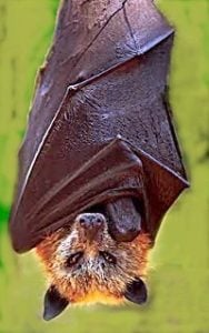 Bat Animal Pictures | A-Z Animals